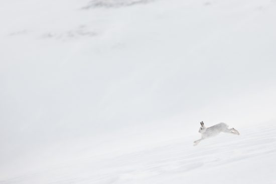 Composition in Wildlife Photography: Getting Creative | Nature TTL