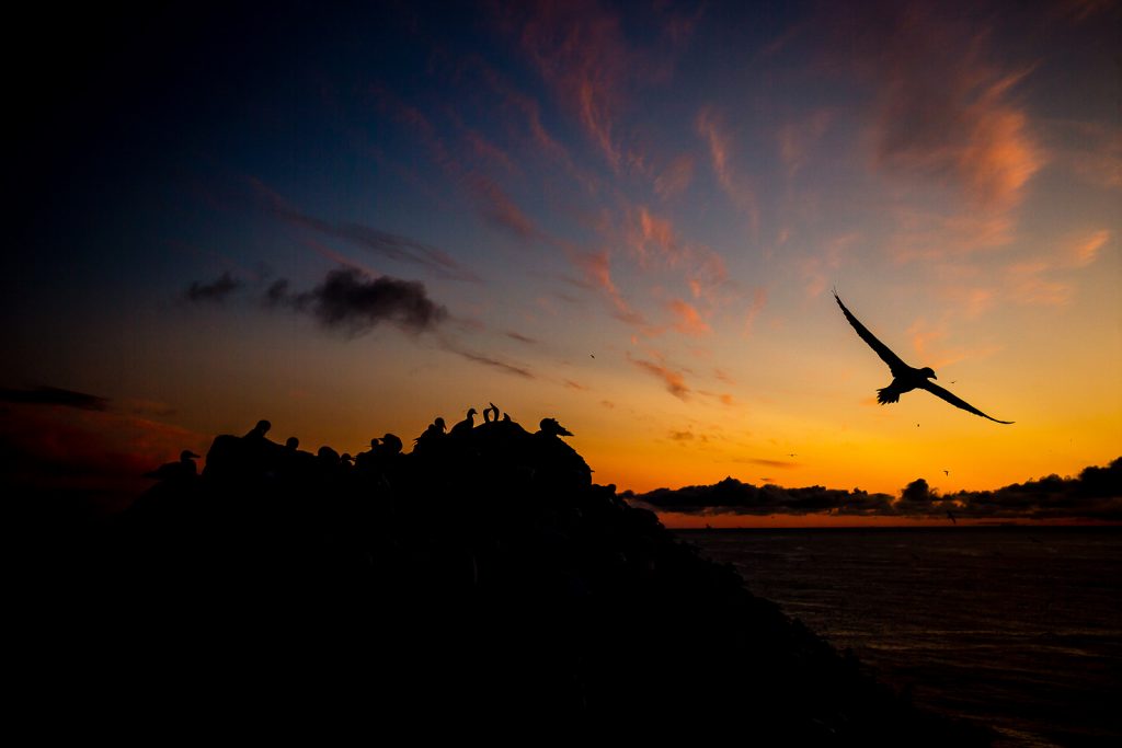 Composition in Wildlife Photography: Getting Creative - Nature TTL