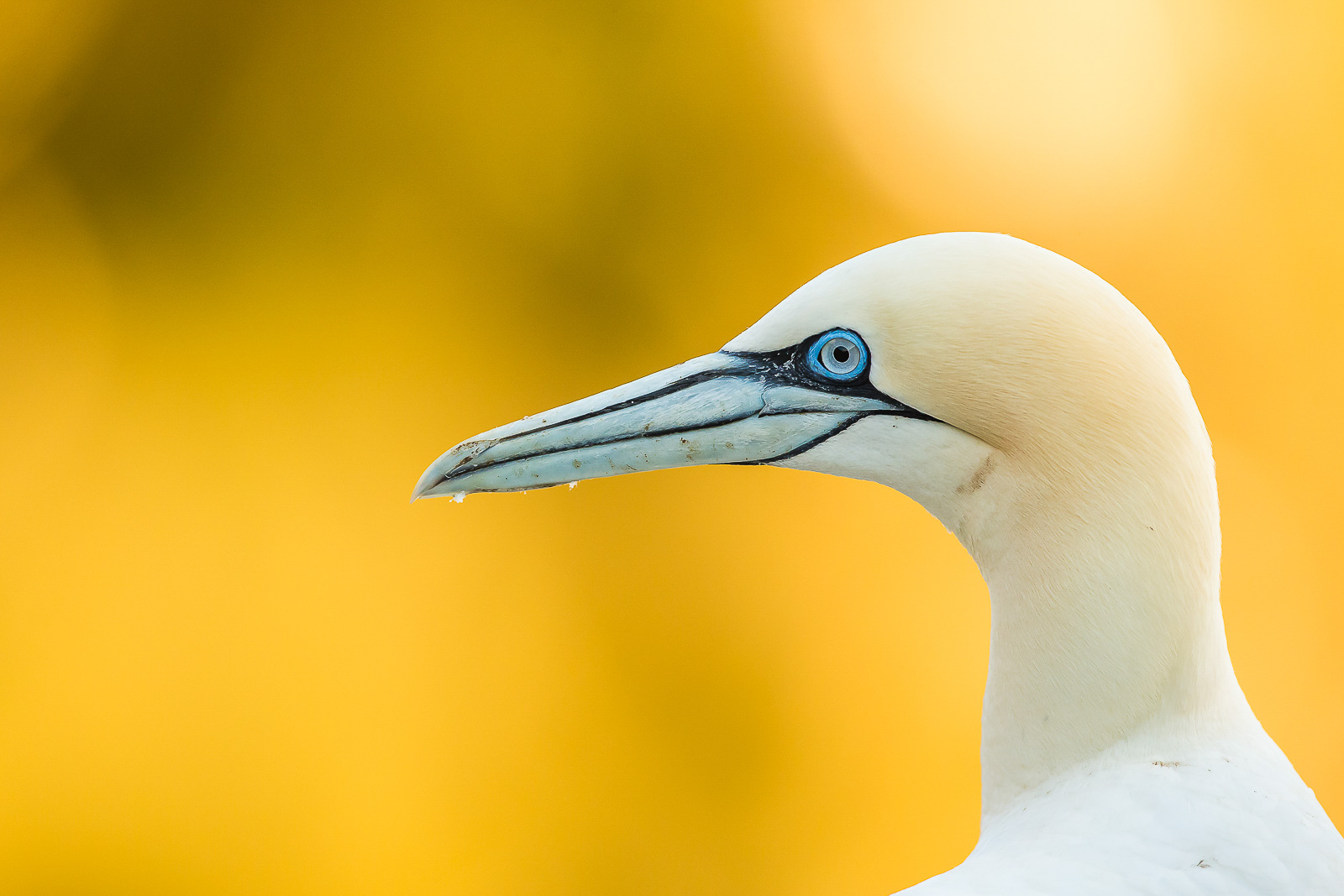 Composition in Wildlife Photography: Getting Creative - Nature TTL