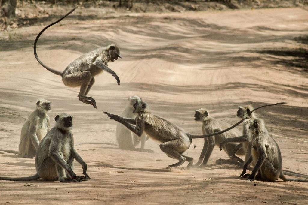 Weekly Photography Assignment: Action - Nature TTL
