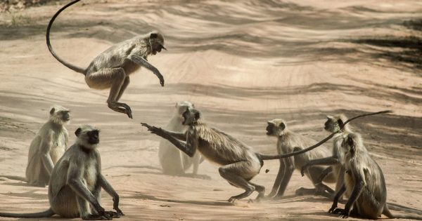 Weekly Photography Assignment: Action - Nature TTL