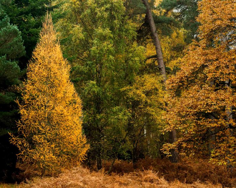 10 Landscape Photography Locations in the New Forest, UK - Nature TTL