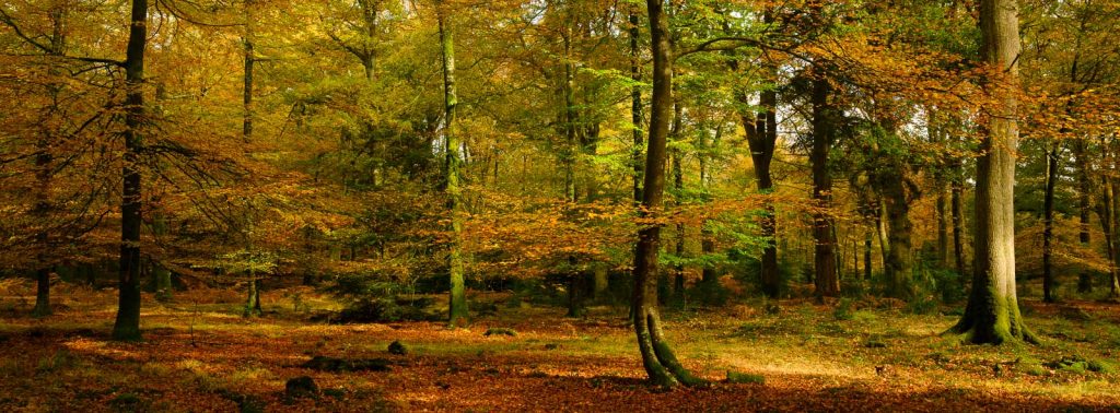 10 Landscape Photography Locations in the New Forest, UK | Nature TTL