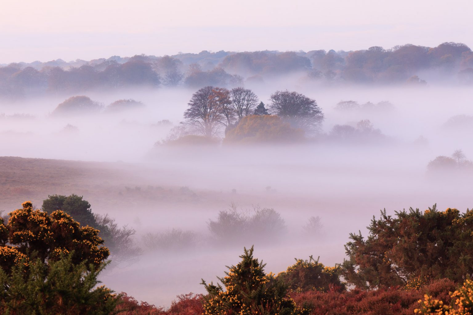10 Landscape Photography Locations in the New Forest, UK - Nature TTL