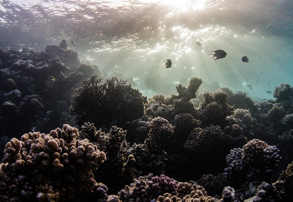 7 Tips for Beginners in Underwater Photography - Nature TTL