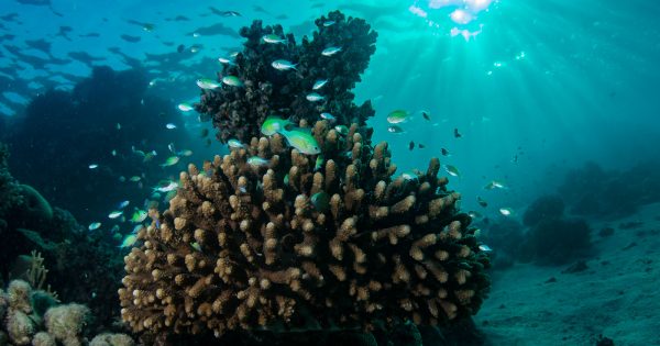 7 Tips for Beginners in Underwater Photography - Nature TTL