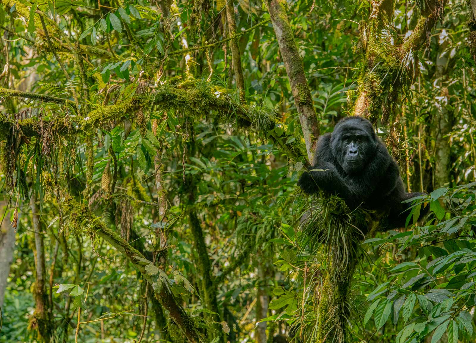 How to Photograph Mountain Gorillas | Nature TTL