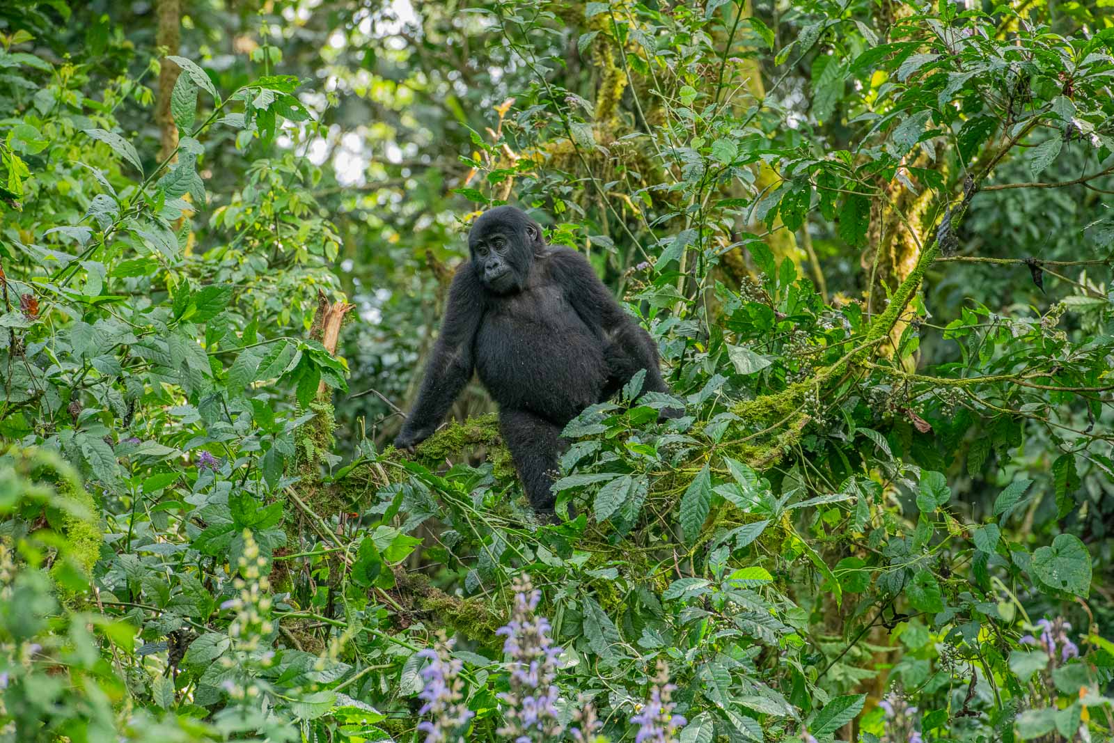 How to Photograph Mountain Gorillas - Nature TTL