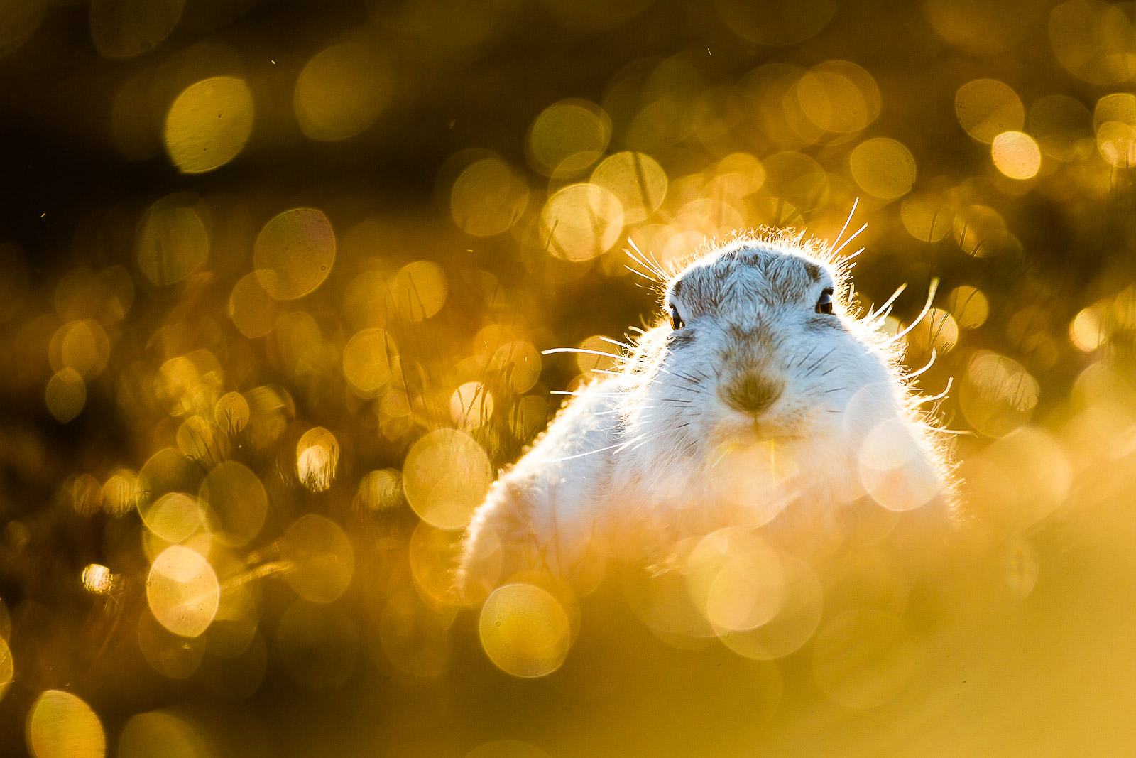 4 Creative Ways to Improve Your Wildlife Photography - Nature TTL