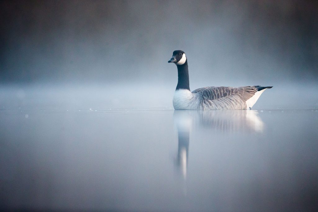 4 Creative Ways to Improve Your Wildlife Photography - Nature TTL