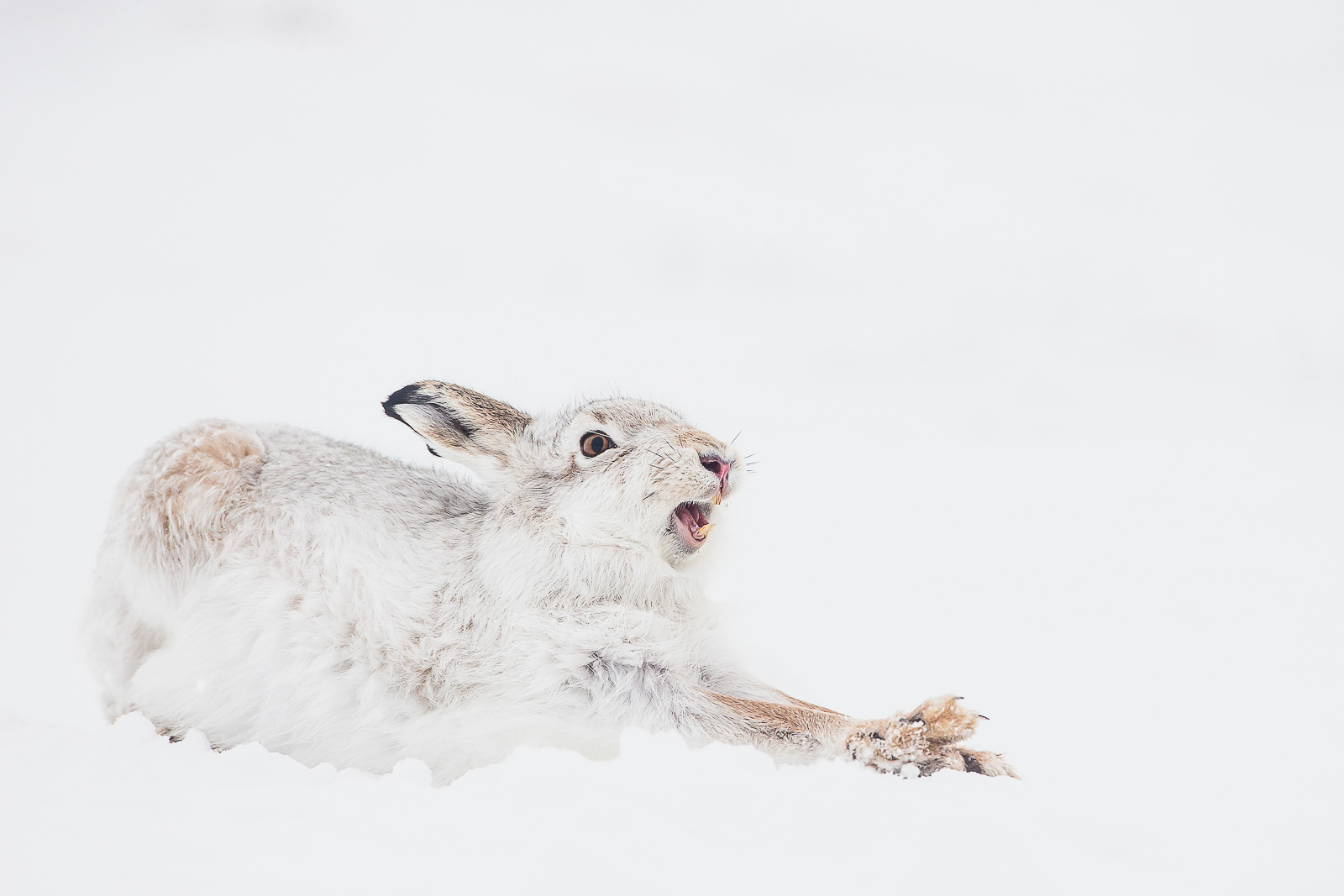 4 Creative Ways to Improve Your Wildlife Photography | Nature TTL