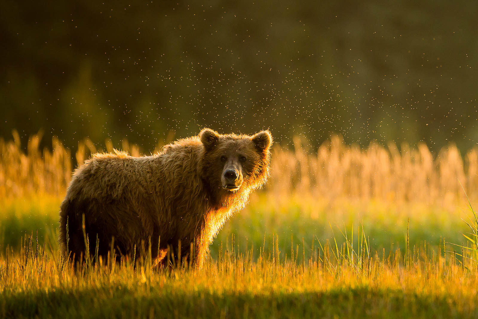 19 Wildlife Photography Tips Techniques Ikumen 19 Wildlife Photography Tips Techniques Ikumen
