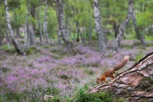 How to Find and Photograph British Mammals | Nature TTL