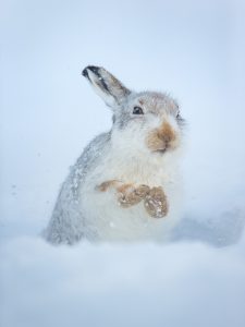 How to Find and Photograph British Mammals | Nature TTL
