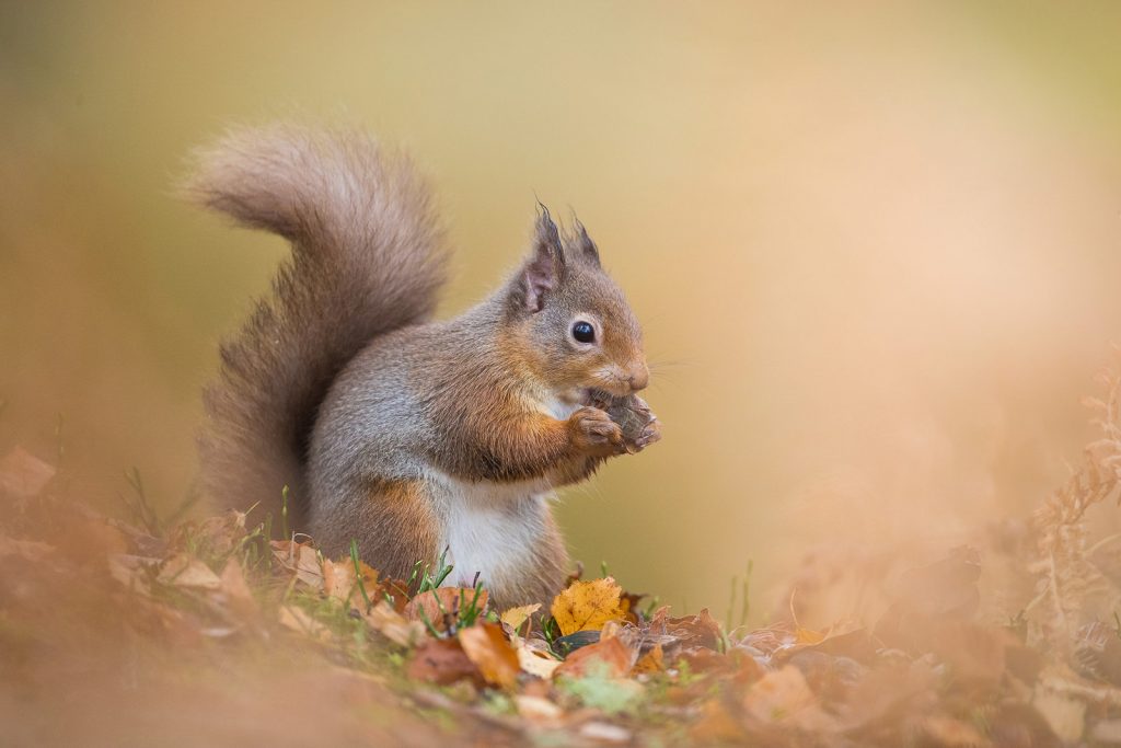 How to Find and Photograph British Mammals | Nature TTL