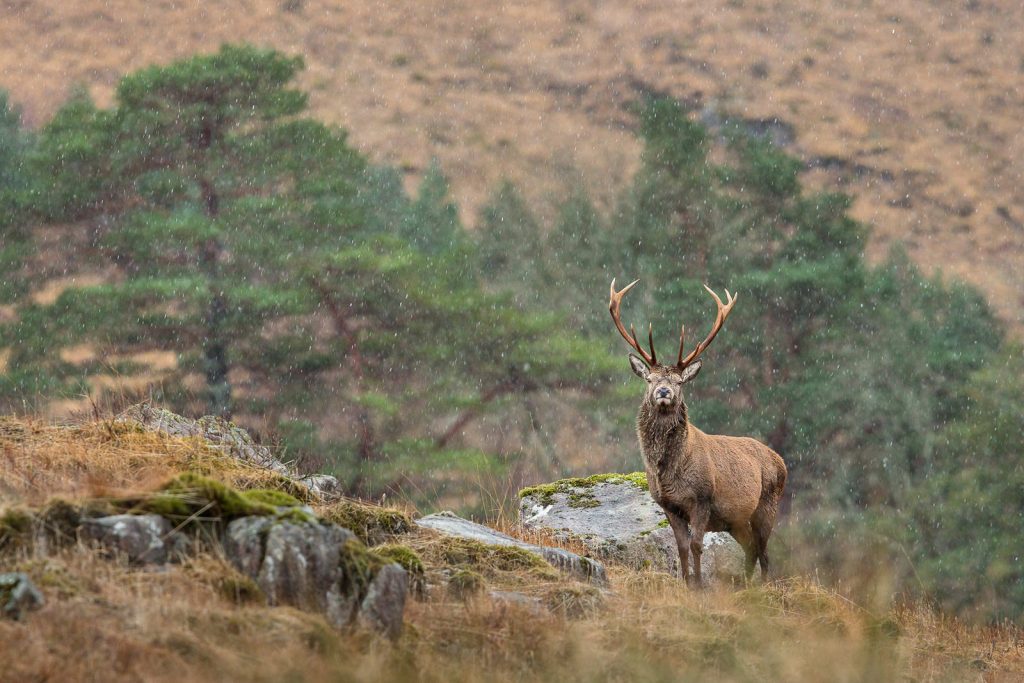 How to Find and Photograph British Mammals - Nature TTL