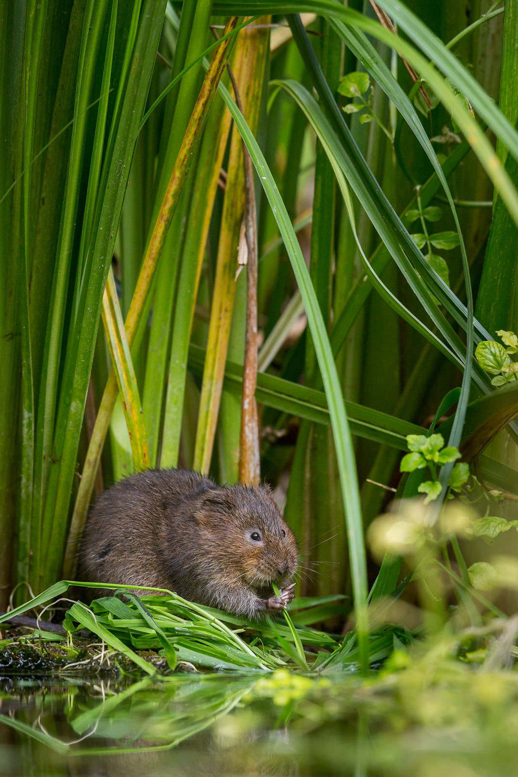 How to Find and Photograph British Mammals | Nature TTL