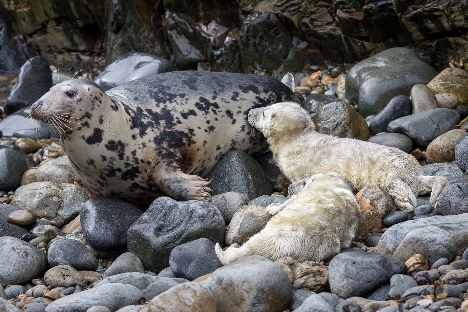 How to Find and Photograph British Mammals | Nature TTL