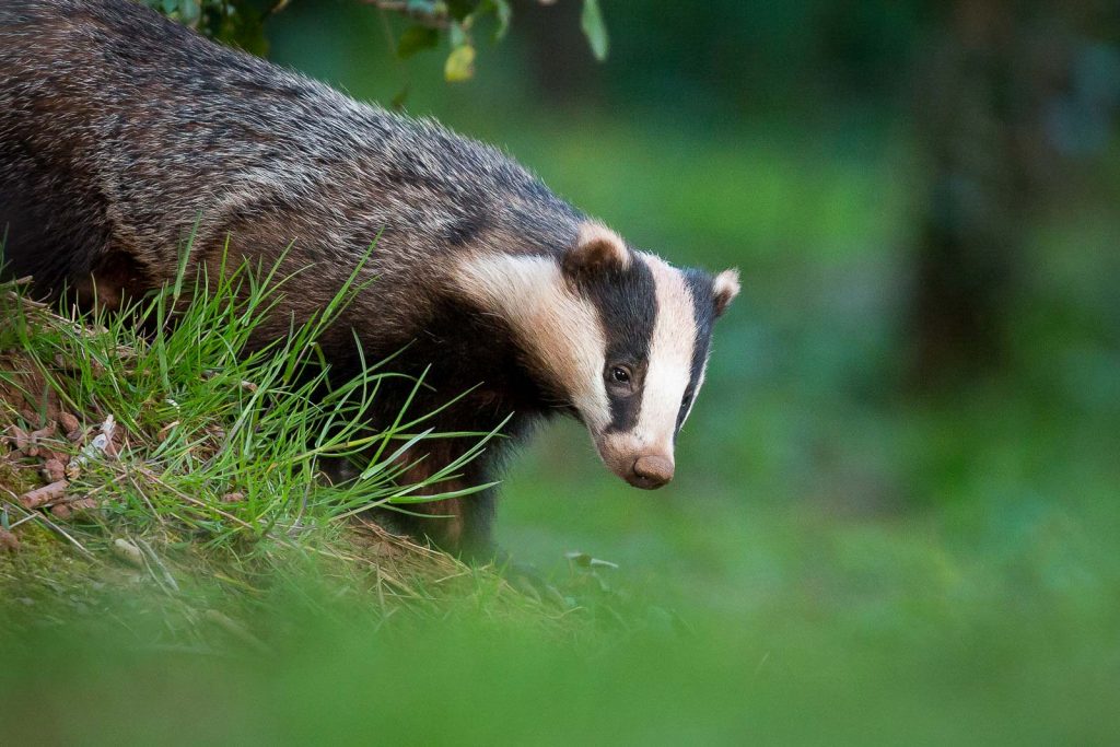How to Find and Photograph British Mammals - Nature TTL