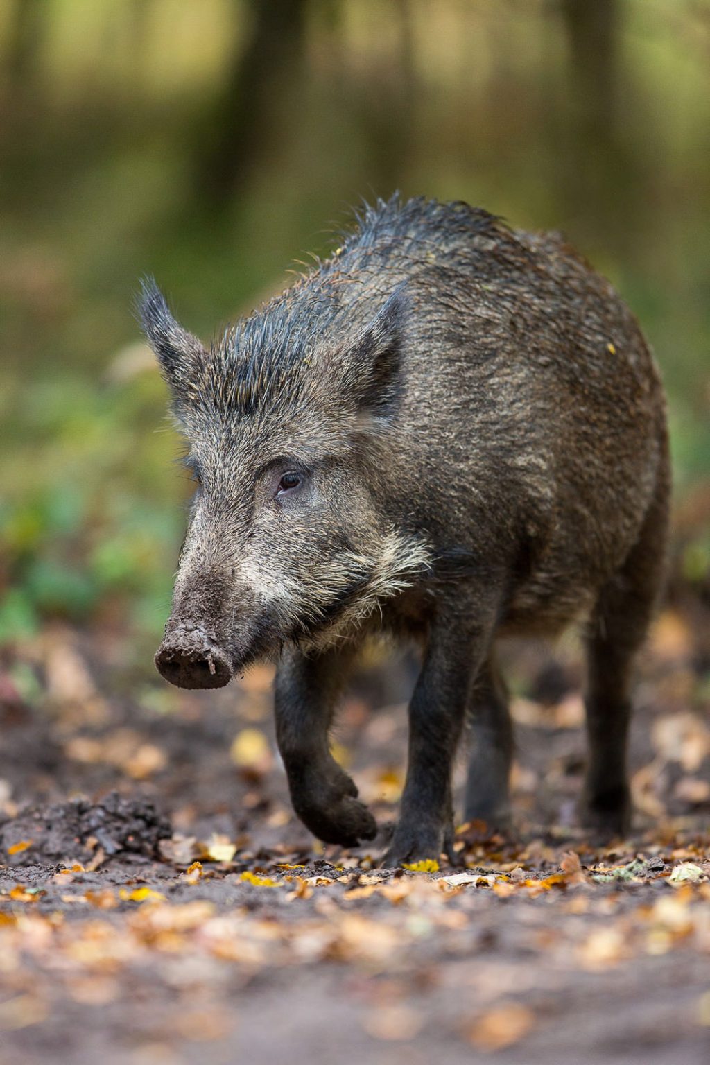 How to Find and Photograph British Mammals - Nature TTL