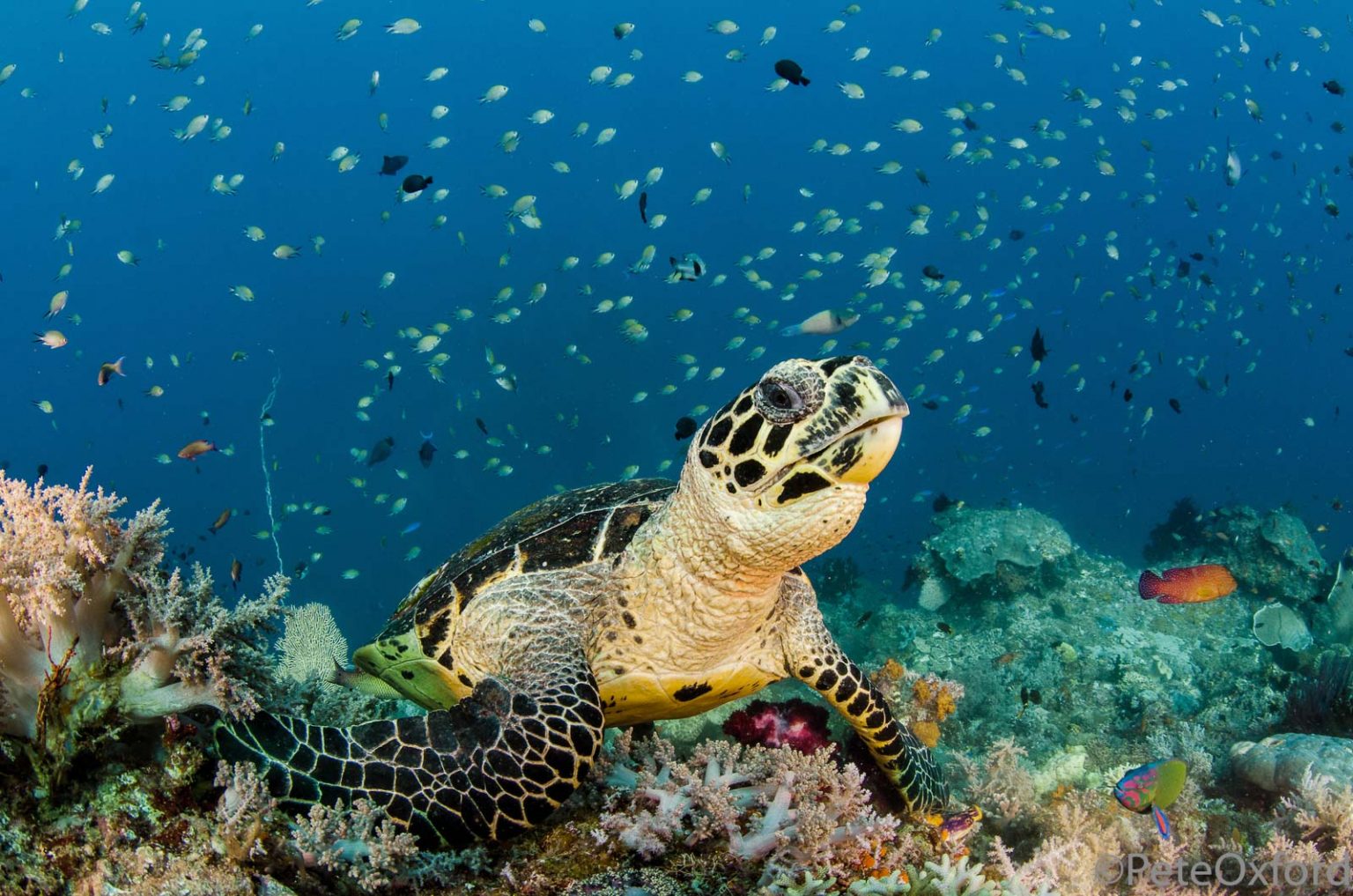 9 Tips for Creative Underwater Photography - Nature TTL