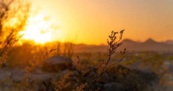 Weekly Photography Assignment: The Golden Hour - Nature TTL