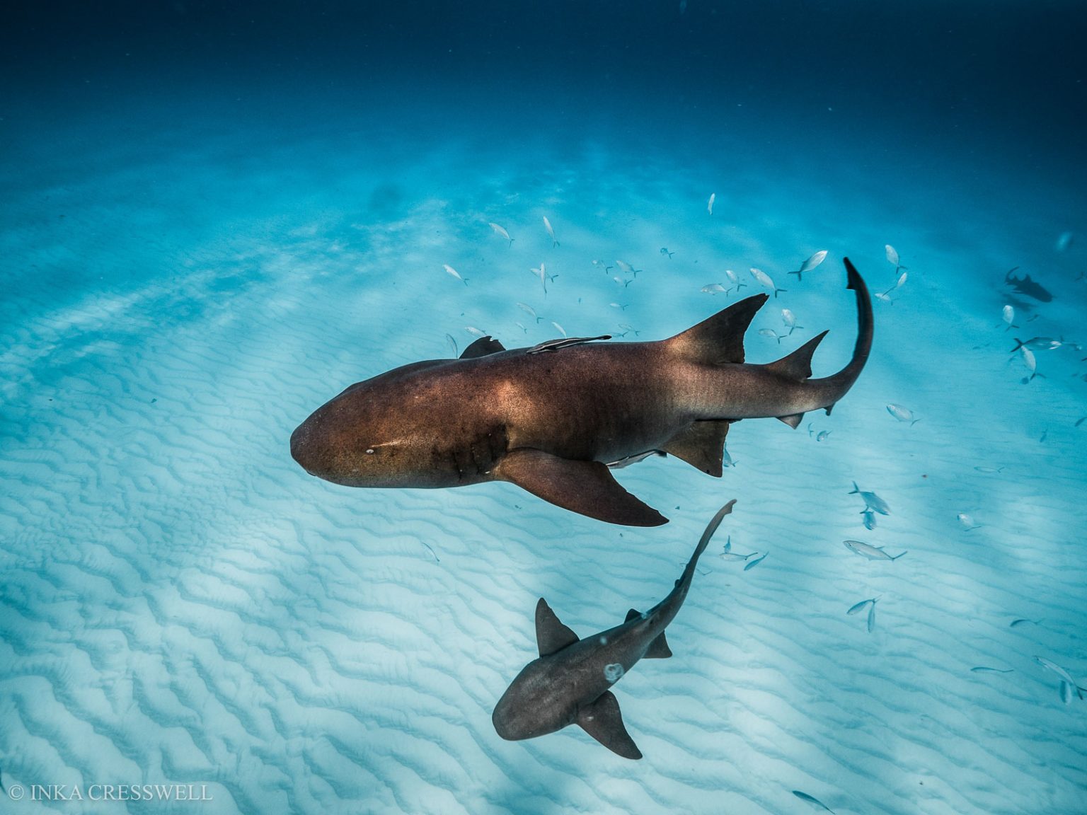 How to Photograph Sharks - Nature TTL