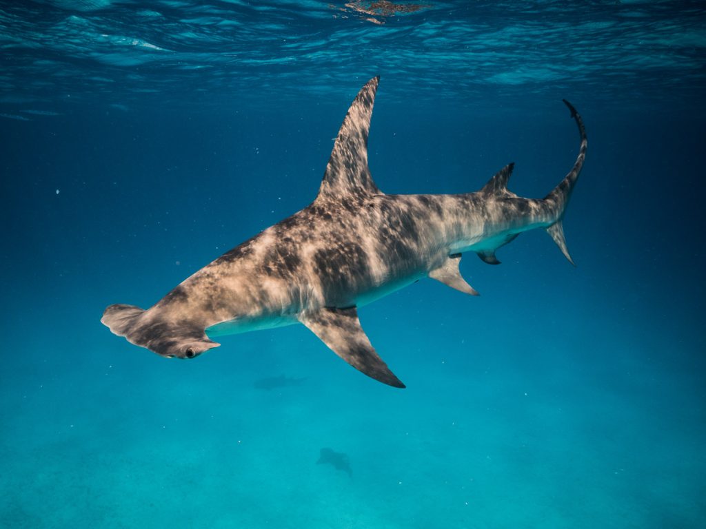 How to Photograph Sharks - Nature TTL
