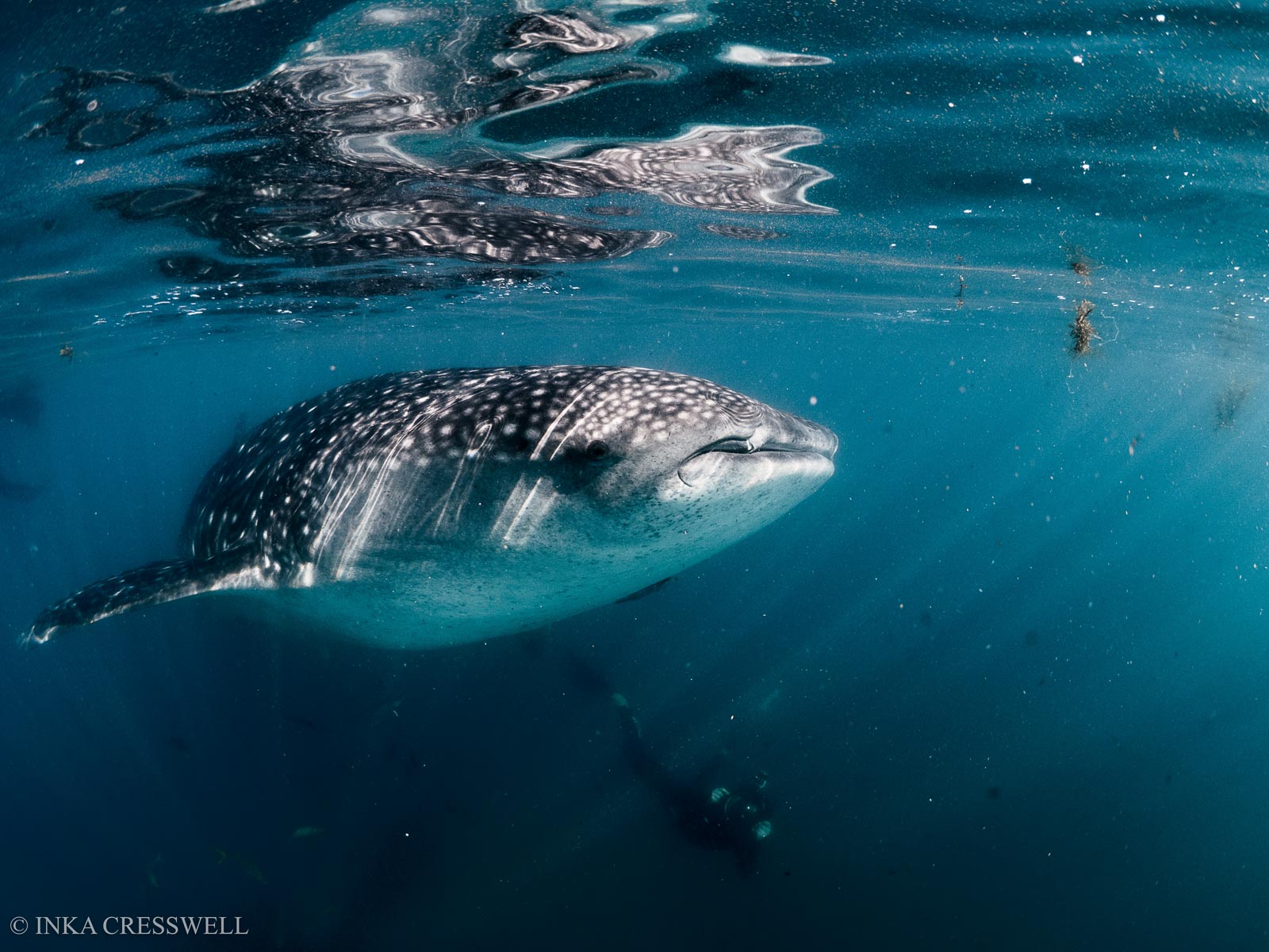 How to Photograph Sharks - Nature TTL
