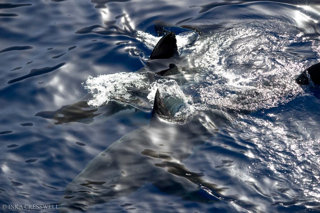 How to Photograph Sharks - Nature TTL