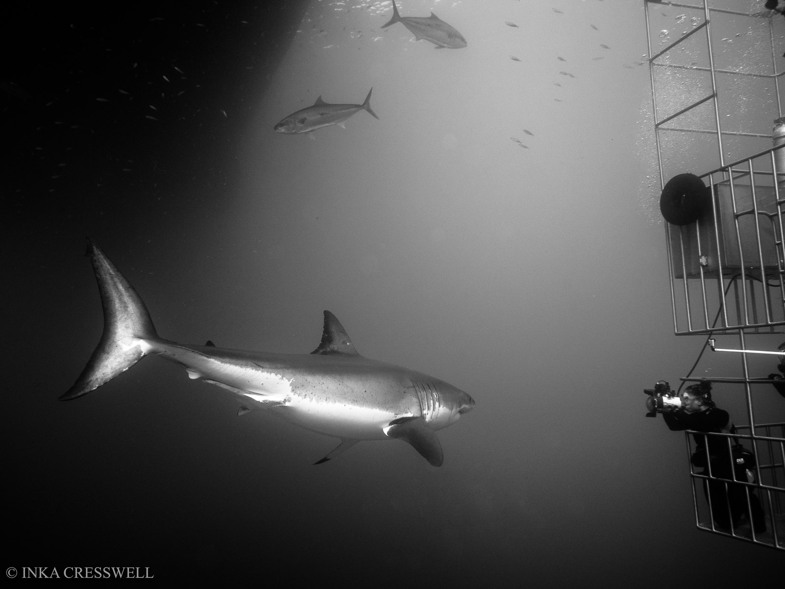 How to Photograph Sharks - Nature TTL