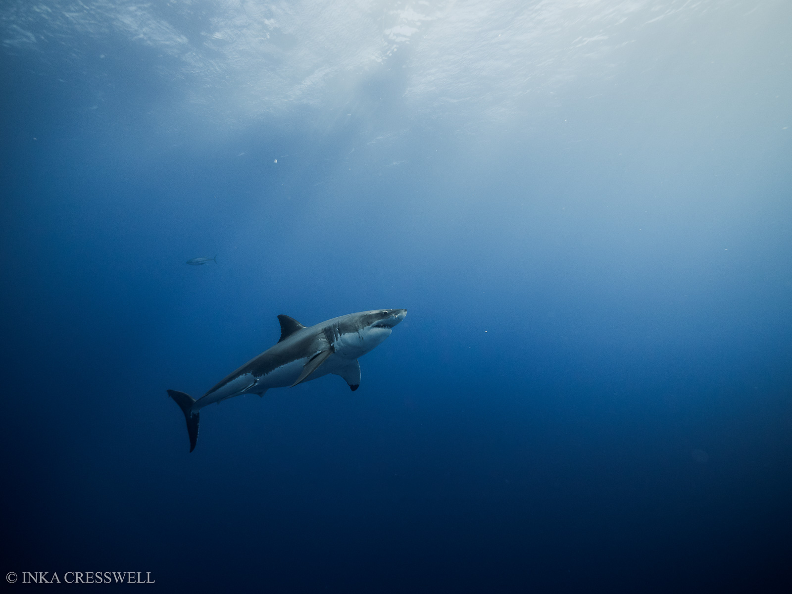 How to Photograph Sharks | Nature TTL