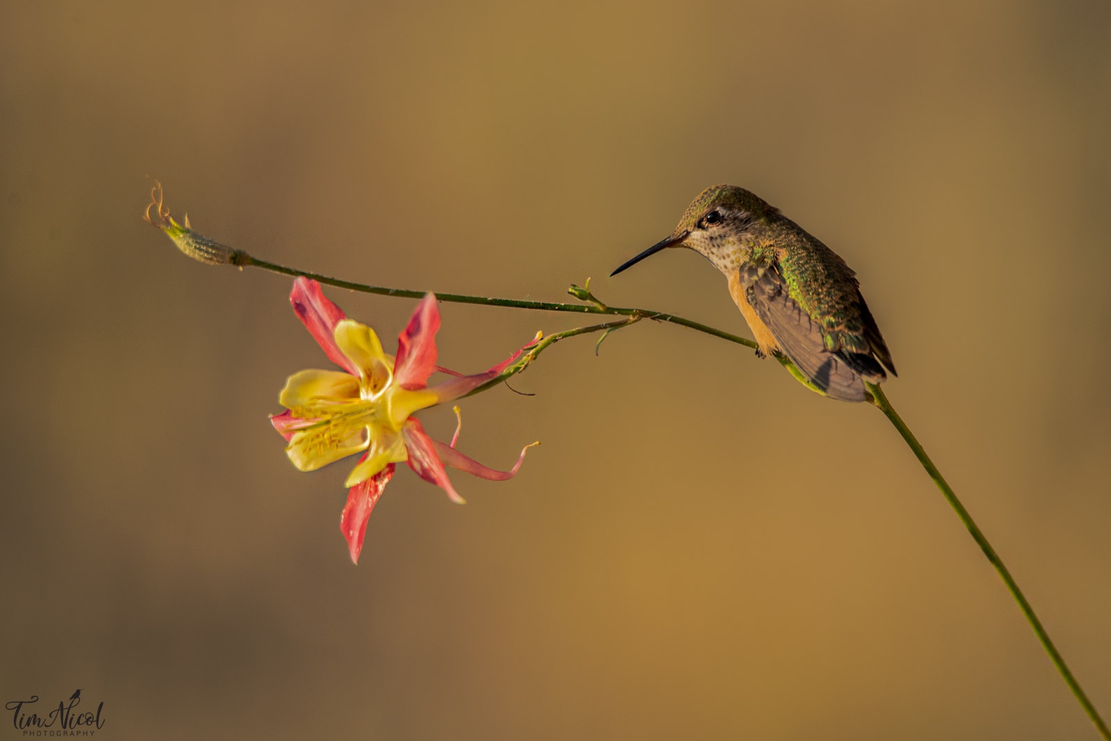 Weekly Photography Assignment: Layers - Nature TTL