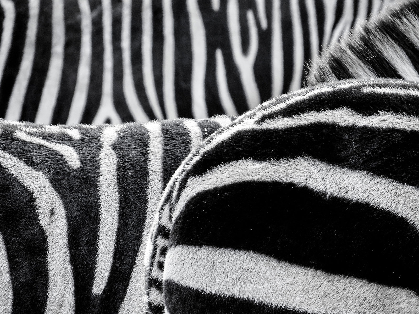 Weekly Photography Assignment: Layers - Nature TTL