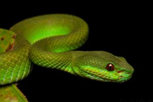 How to Take Low Key Photos of Small Animals - Nature TTL