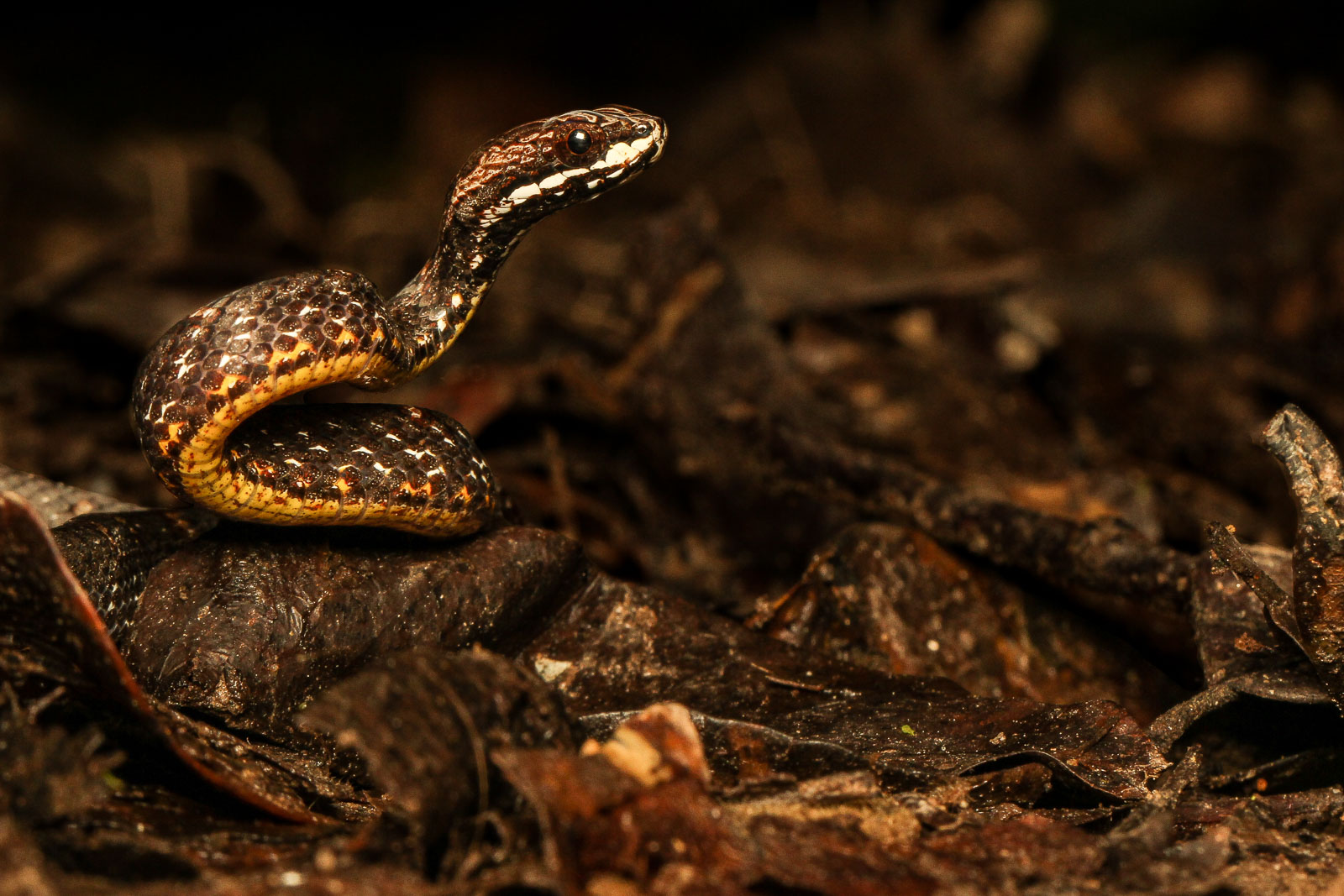 How to Take Low Key Photos of Small Animals - Nature TTL