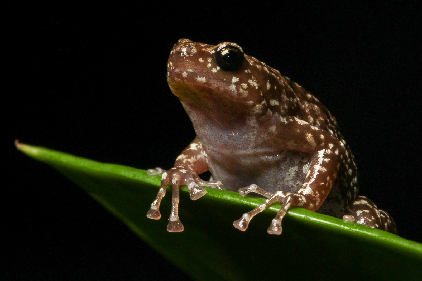 How to Take Low Key Photos of Small Animals - Nature TTL