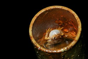 How to Take Low Key Photos of Small Animals | Nature TTL