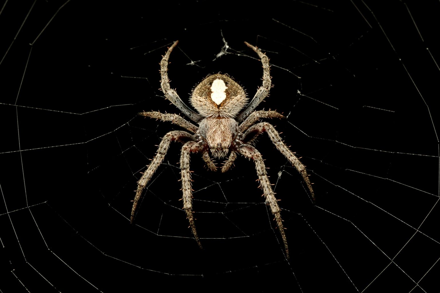 How to Take Low Key Photos of Small Animals | Nature TTL