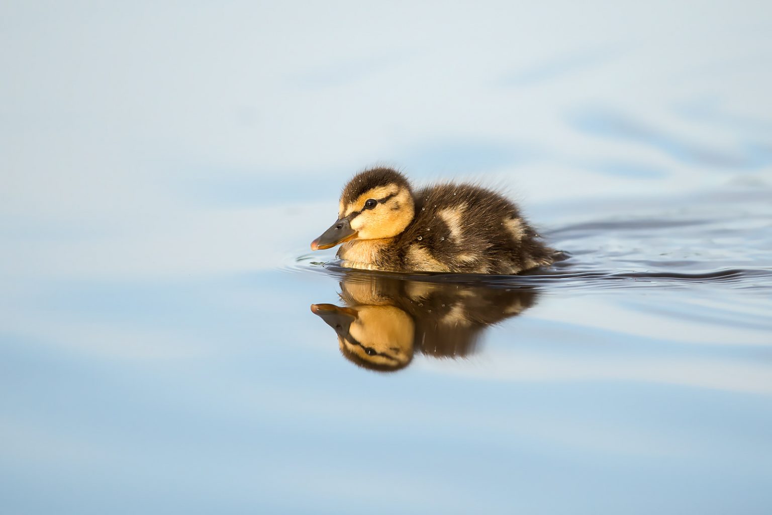 How to Photograph Ducks, Geese and Other Wildfowl - Nature TTL