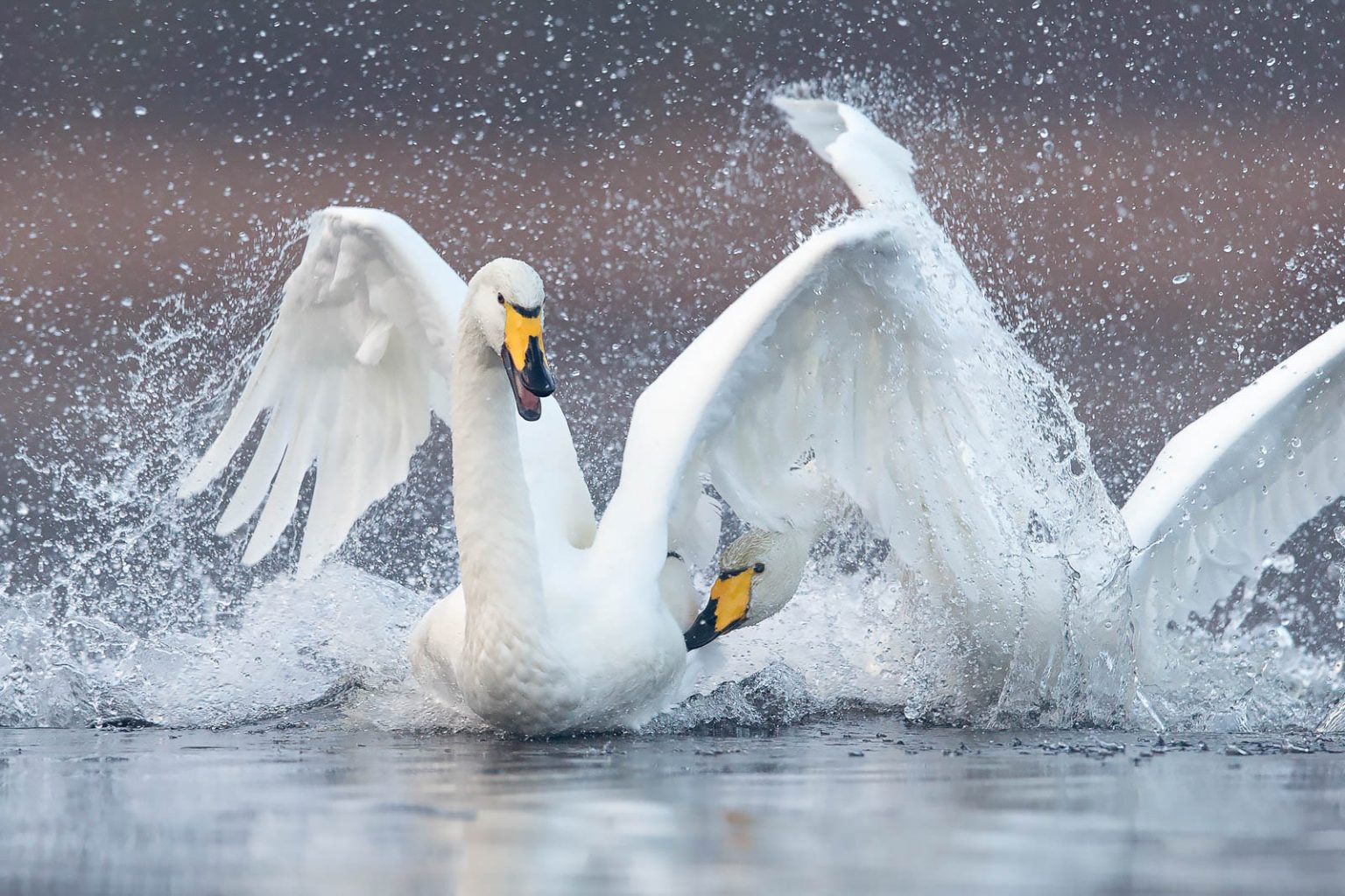 How to Photograph Ducks, Geese and Other Wildfowl - Nature TTL