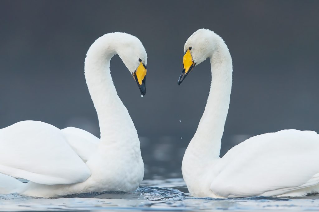 How to Photograph Ducks, Geese and Other Wildfowl - Nature TTL