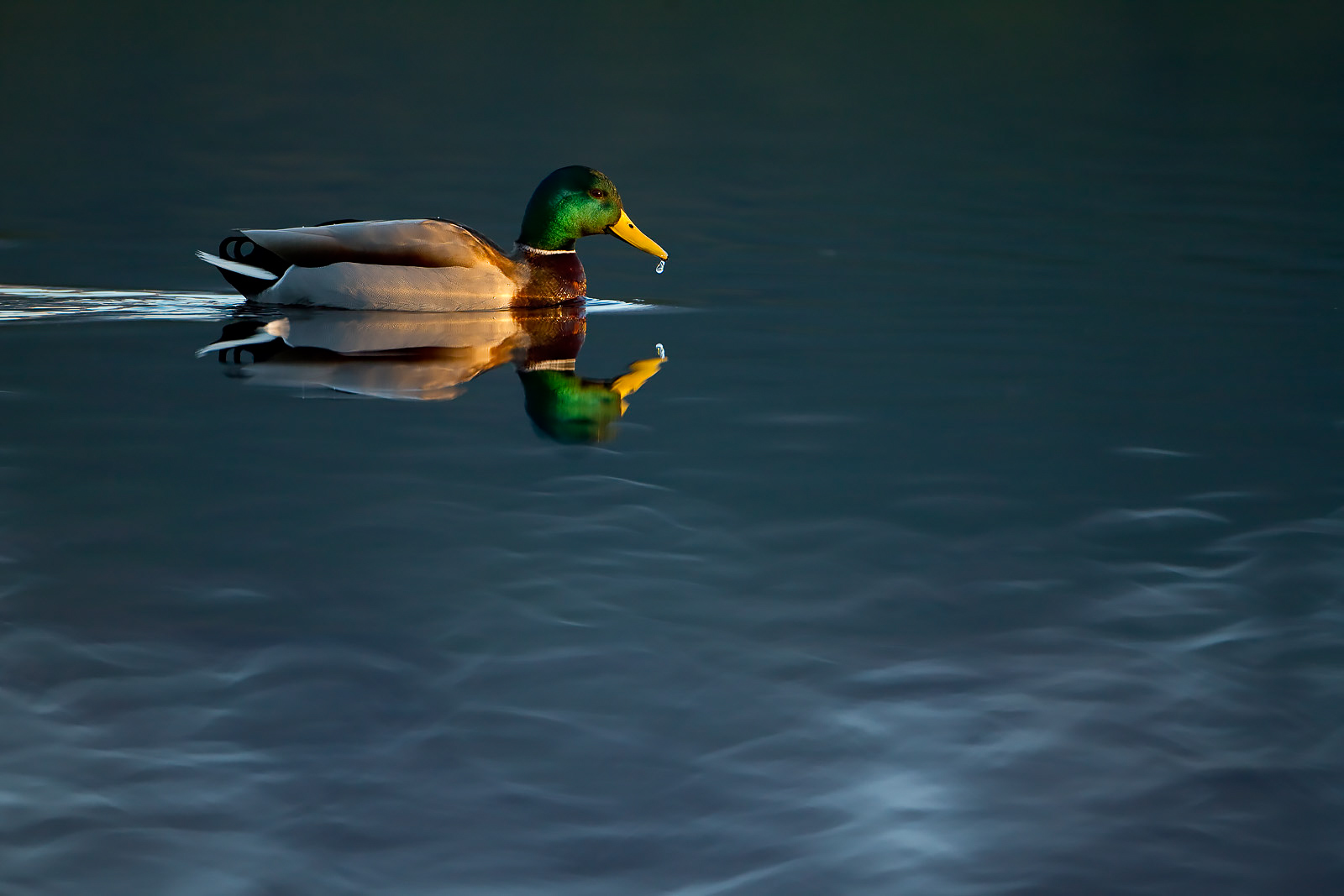 How to Photograph Ducks, Geese and Other Wildfowl - Nature TTL