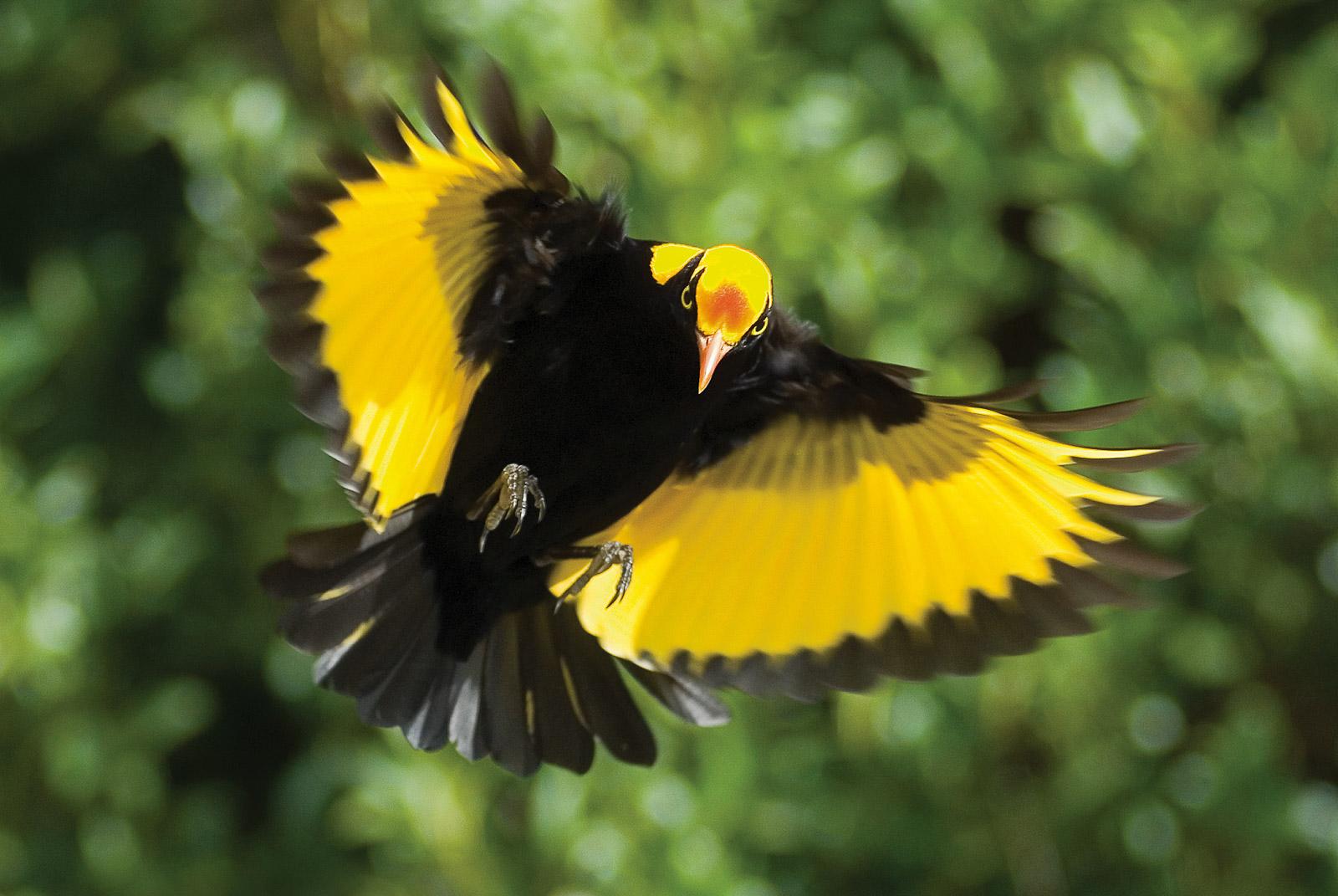 Where to Photograph Wildlife in Australia - Nature TTL