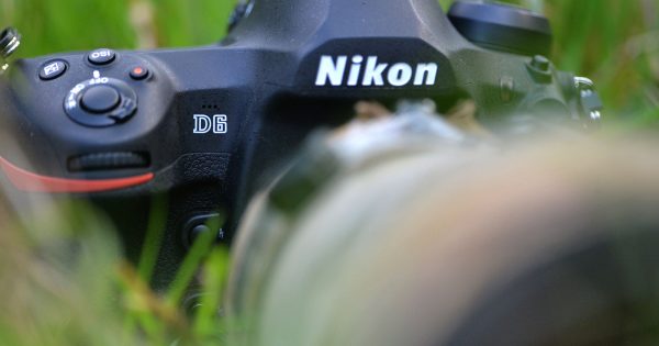 Nikon D6 Review: Wildlife Photography Field Test - Nature TTL