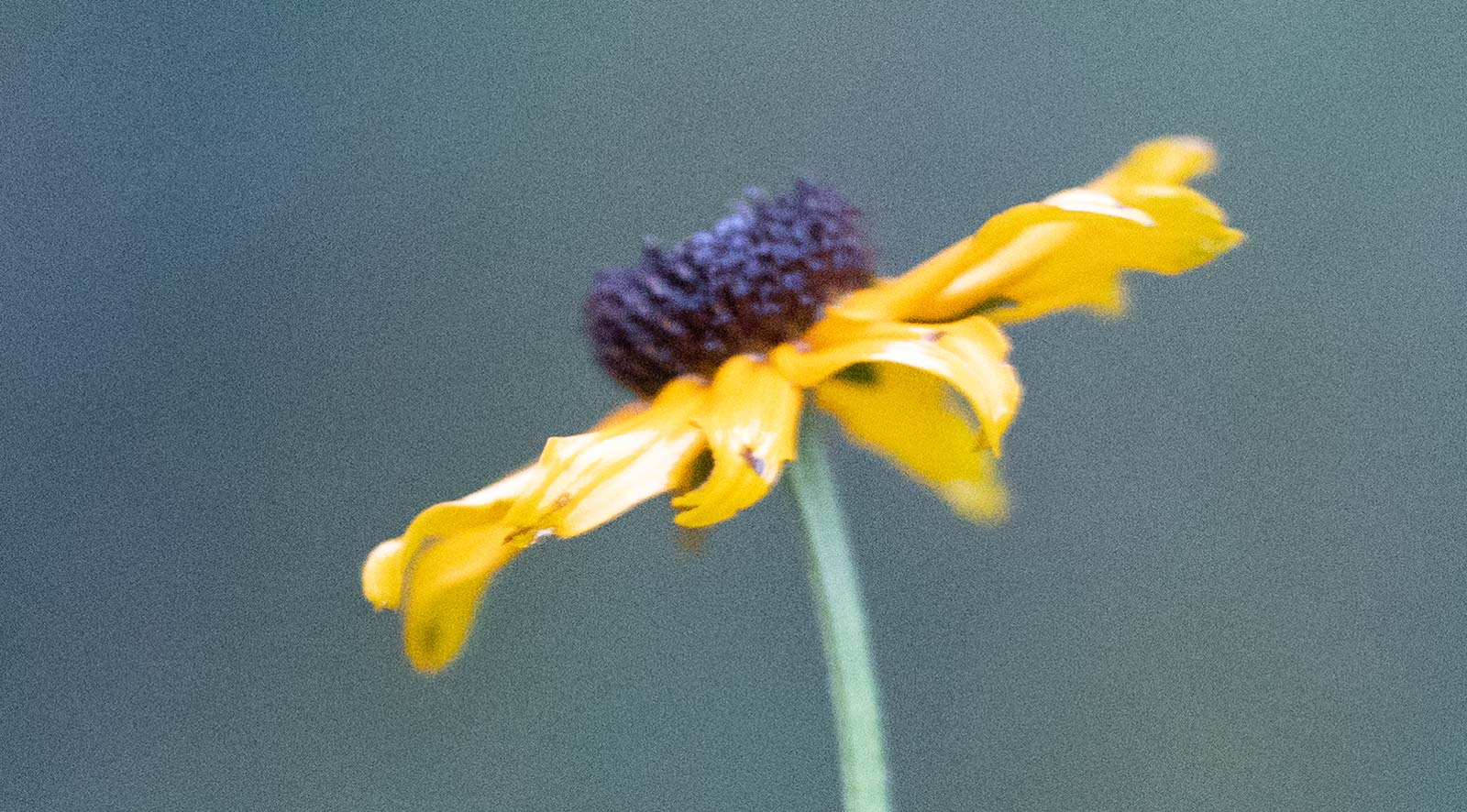 Nikon D6 Review: Wildlife Photography Field Test | Nature TTL