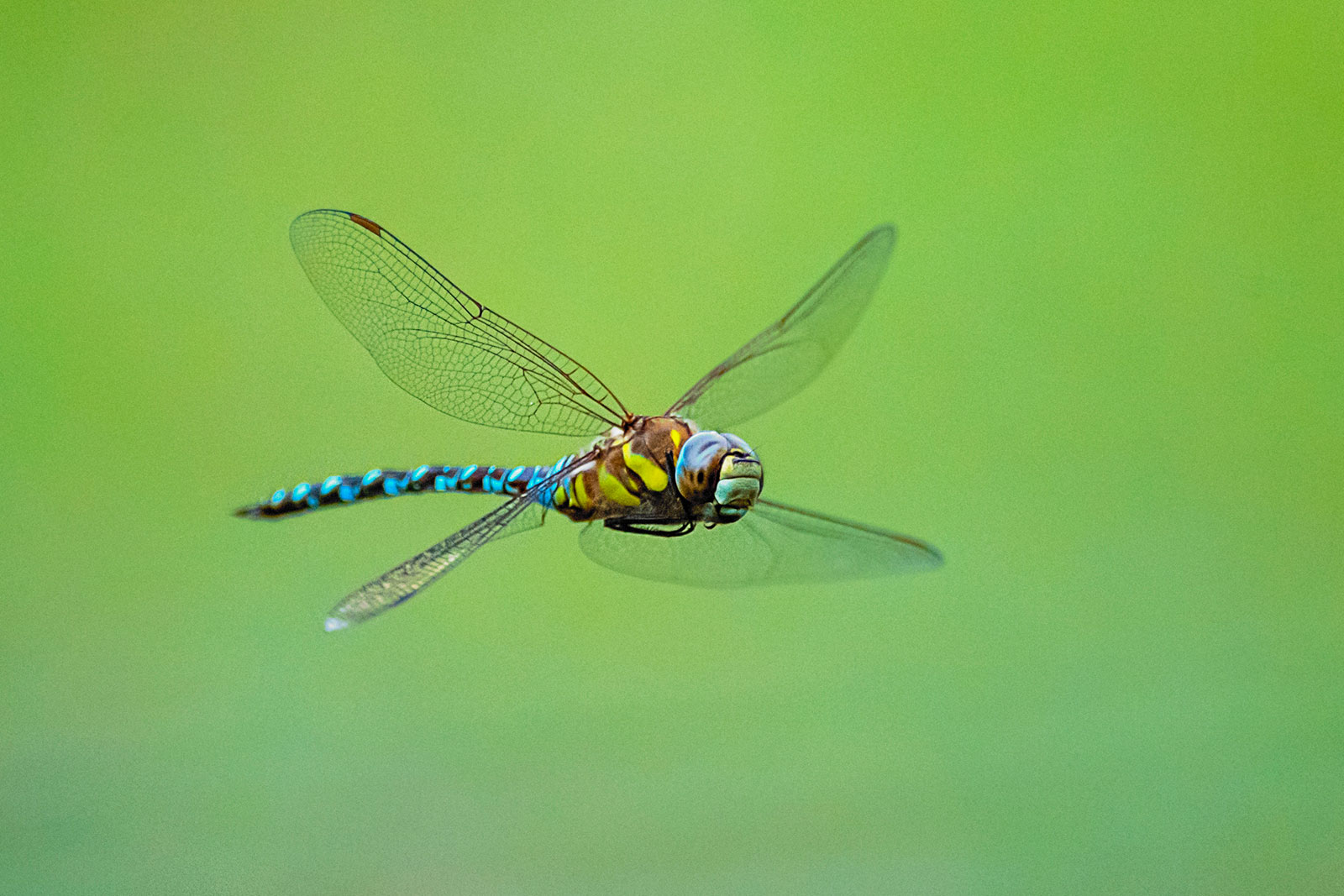 Nikon D6 Review: Wildlife Photography Field Test | Nature TTL