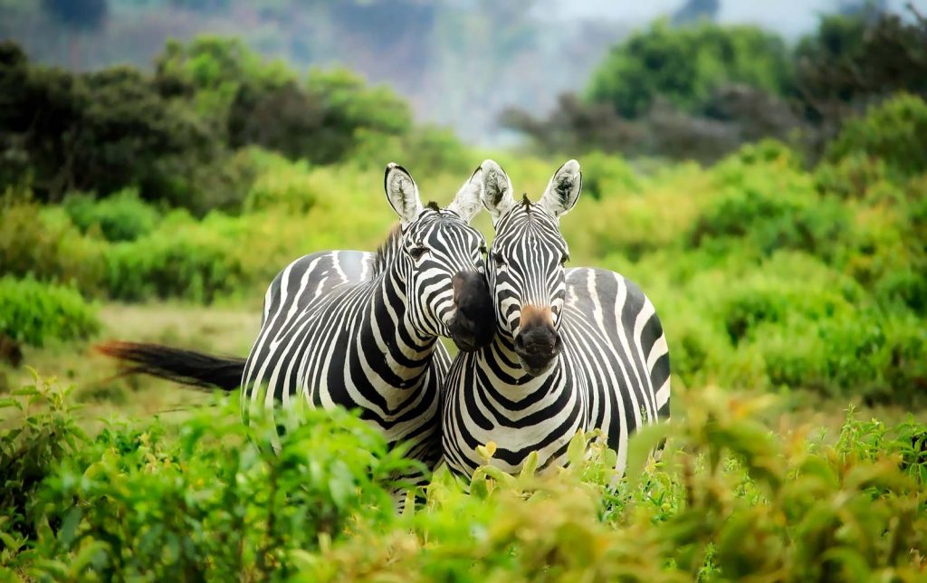 Weekly Photography Assignment: Mammals - Nature TTL