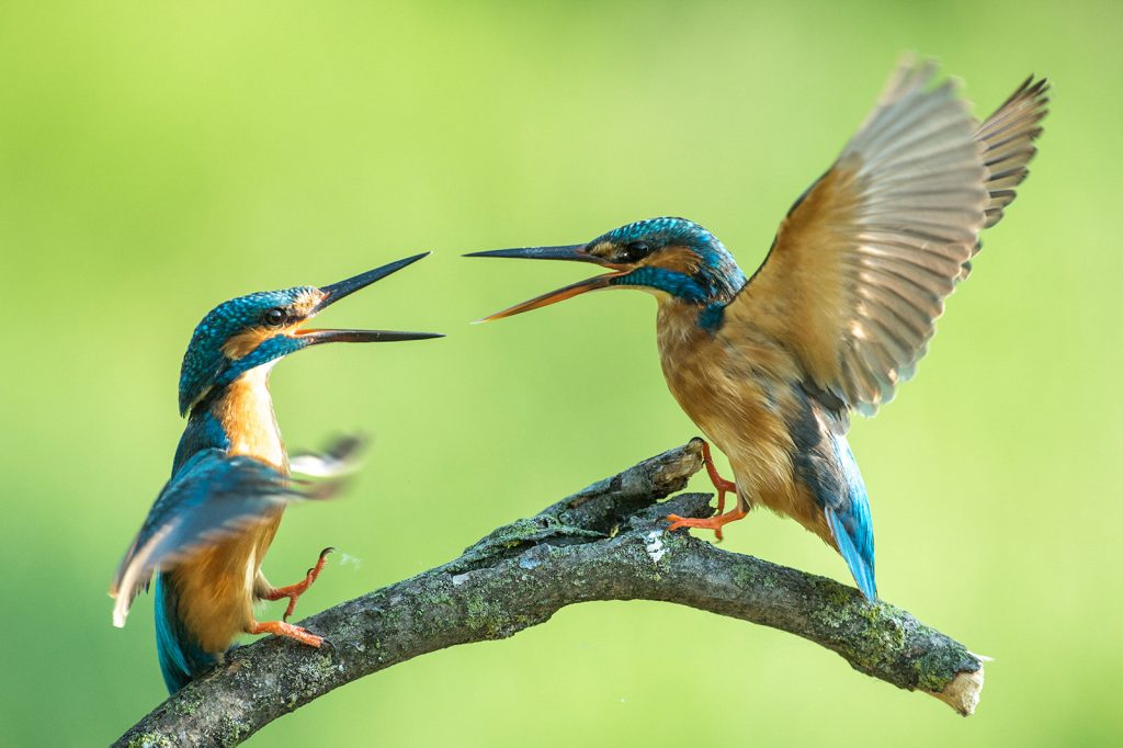 How to Photograph Kingfishers - Nature TTL