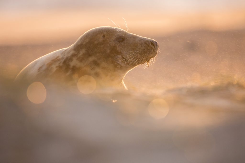 How to Photograph Seals in the UK - Nature TTL